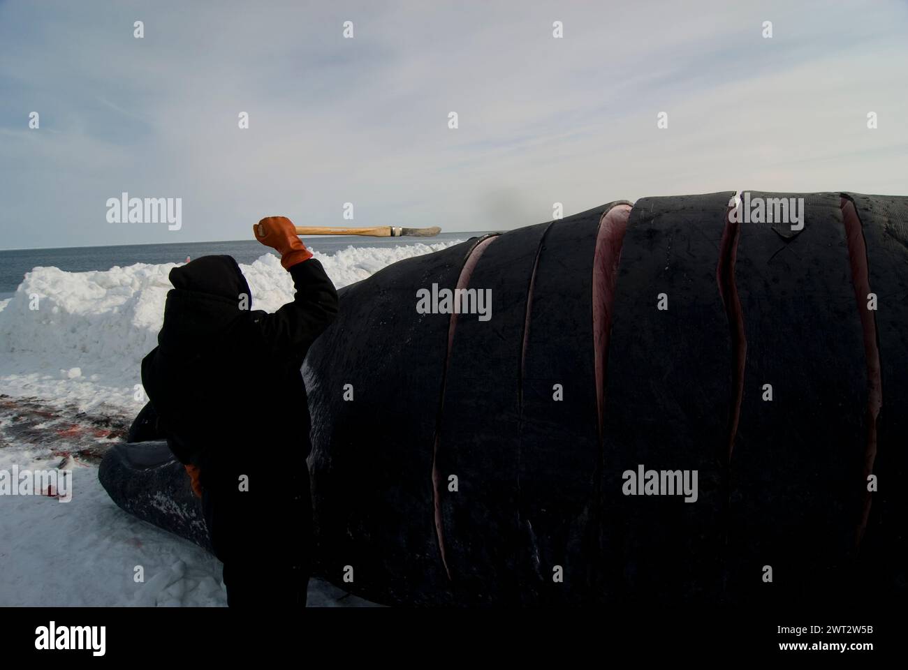 Inupiaq subsistence whalers bowhead whale catch on the pack ice during ...