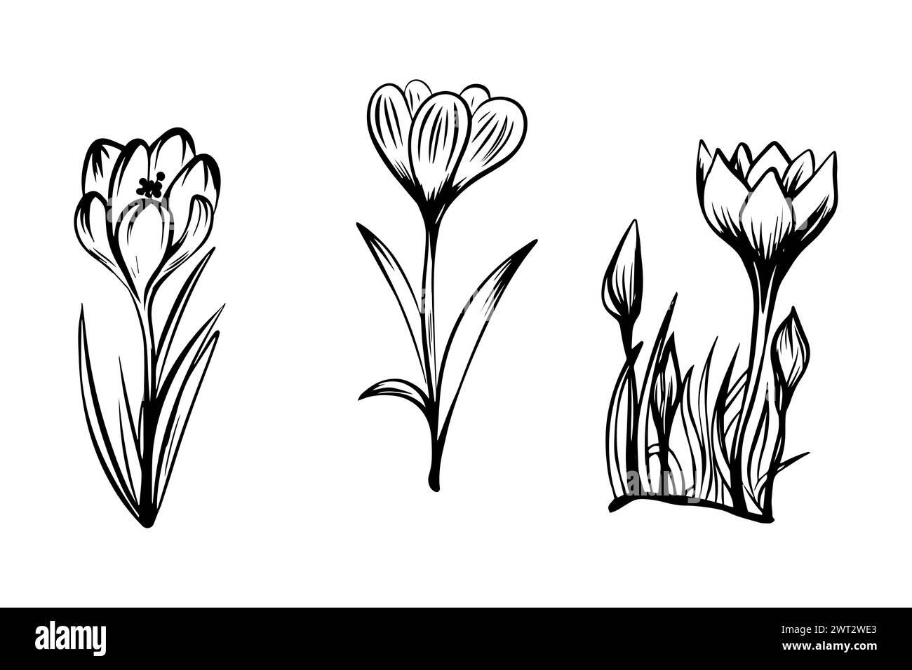 Set of crocuses in sketch style, hand-drawn isolated on white ...