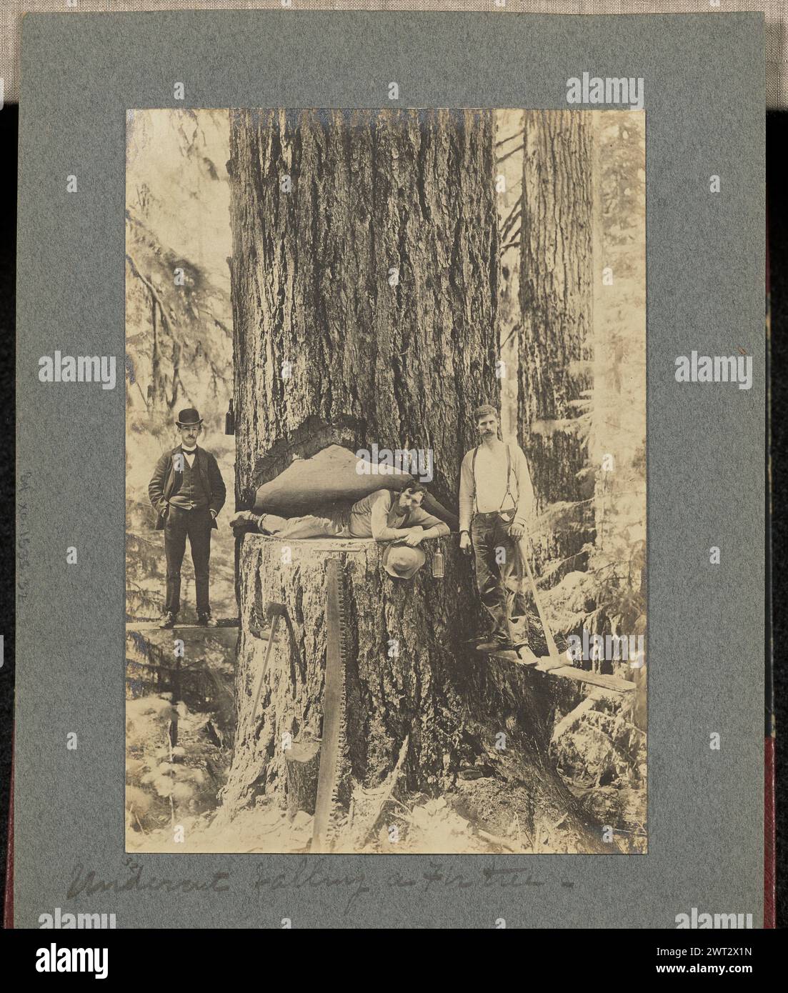 Undercut Falling a Fir Tree. J.F. Ford, photographer (American, active ...