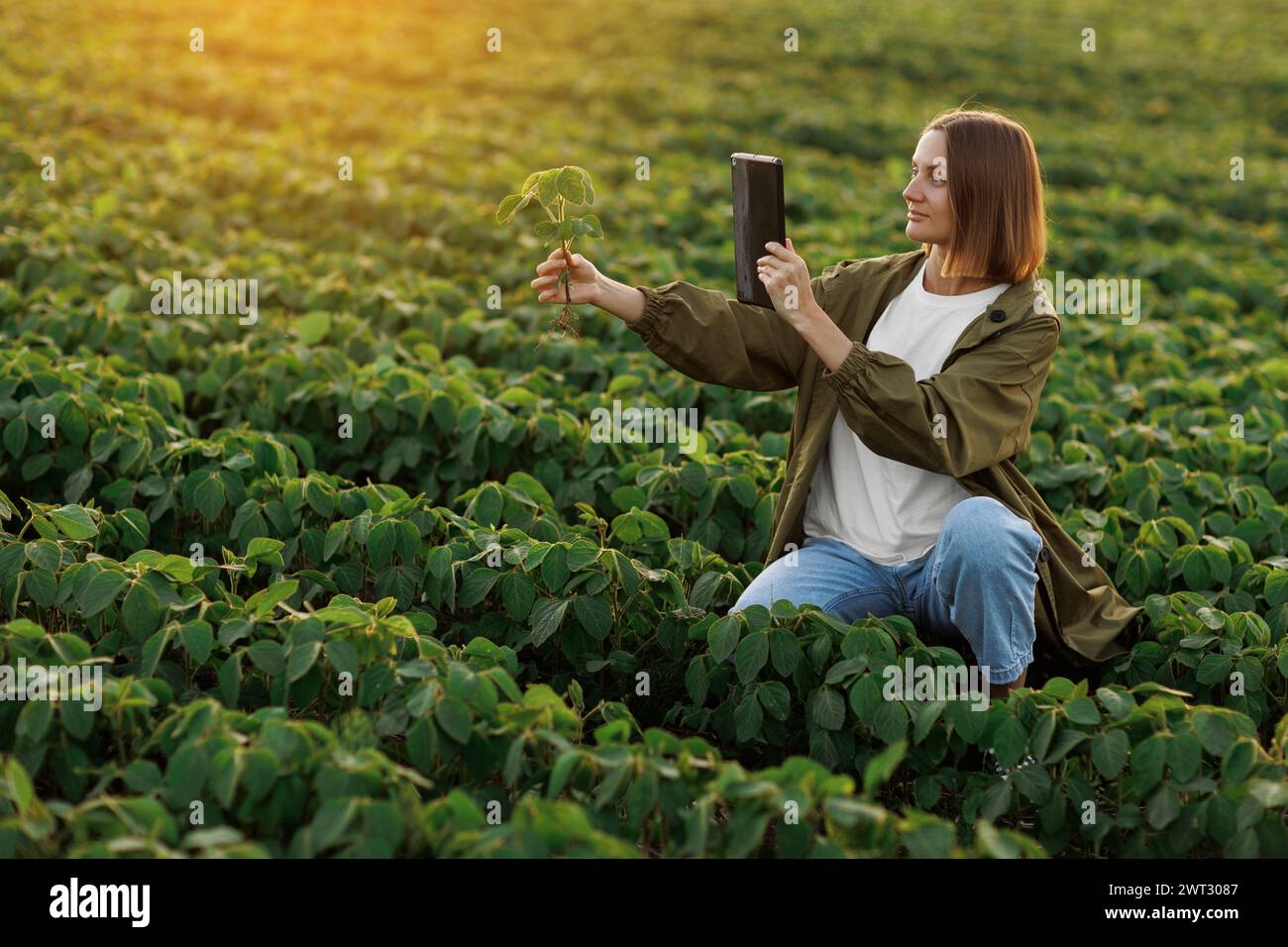 Smart farming soybean technology. Smiling female farmer with digital ...