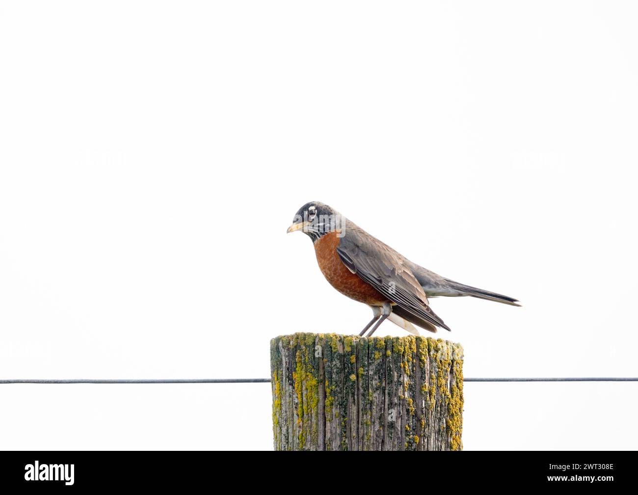 American Robin on Post Stock Photo - Alamy