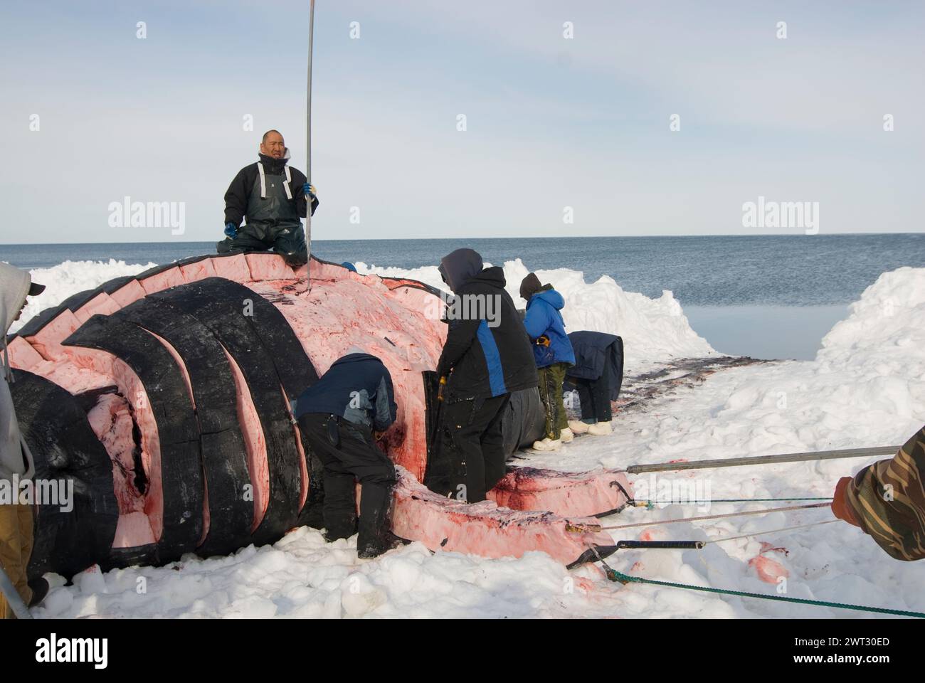 Inupiaq subsistence whalers bowhead whale catch on the pack ice during spring whaling season ...