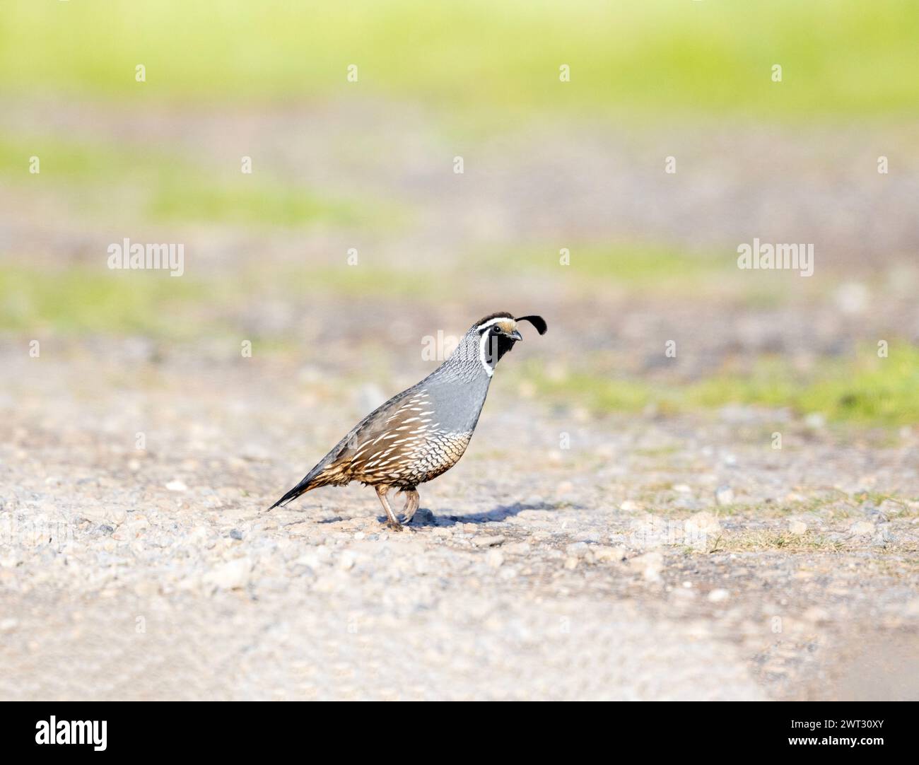 California Quail Male Stock Photo - Alamy
