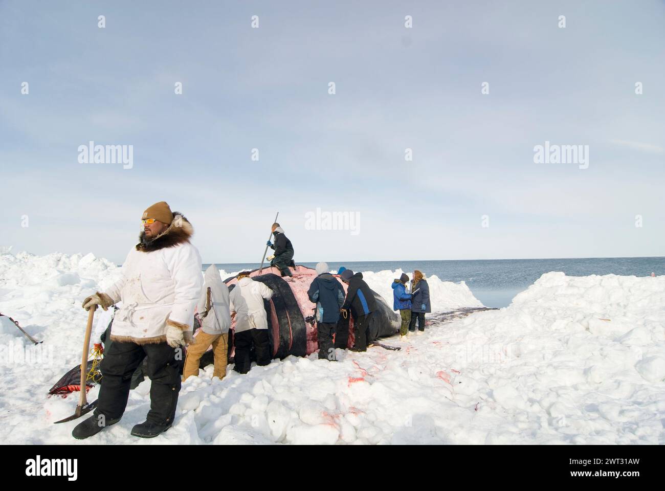 Inupiaq subsistence whalers bowhead whale catch on the pack ice during ...