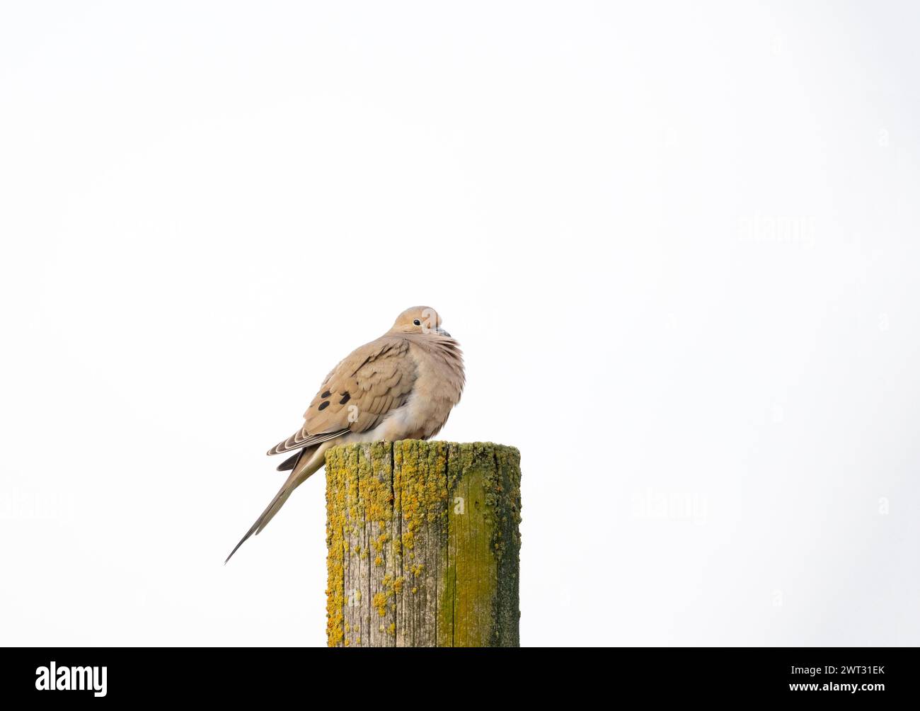 Mourning Dove Resting on Post Stock Photo - Alamy
