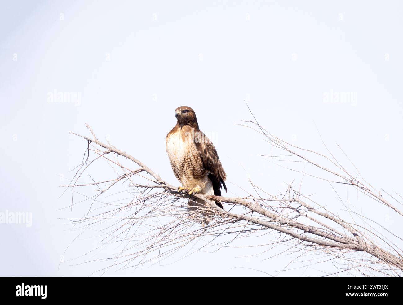 Tailed hawk hi hi-res stock photography and images - Alamy
