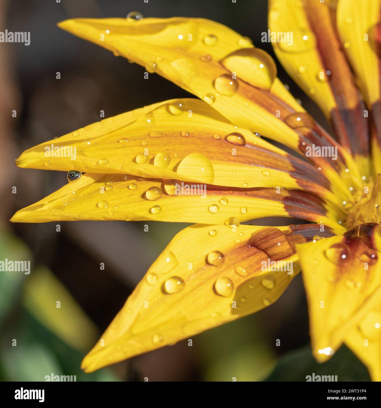 Golden raindrops hi-res stock photography and images - Alamy