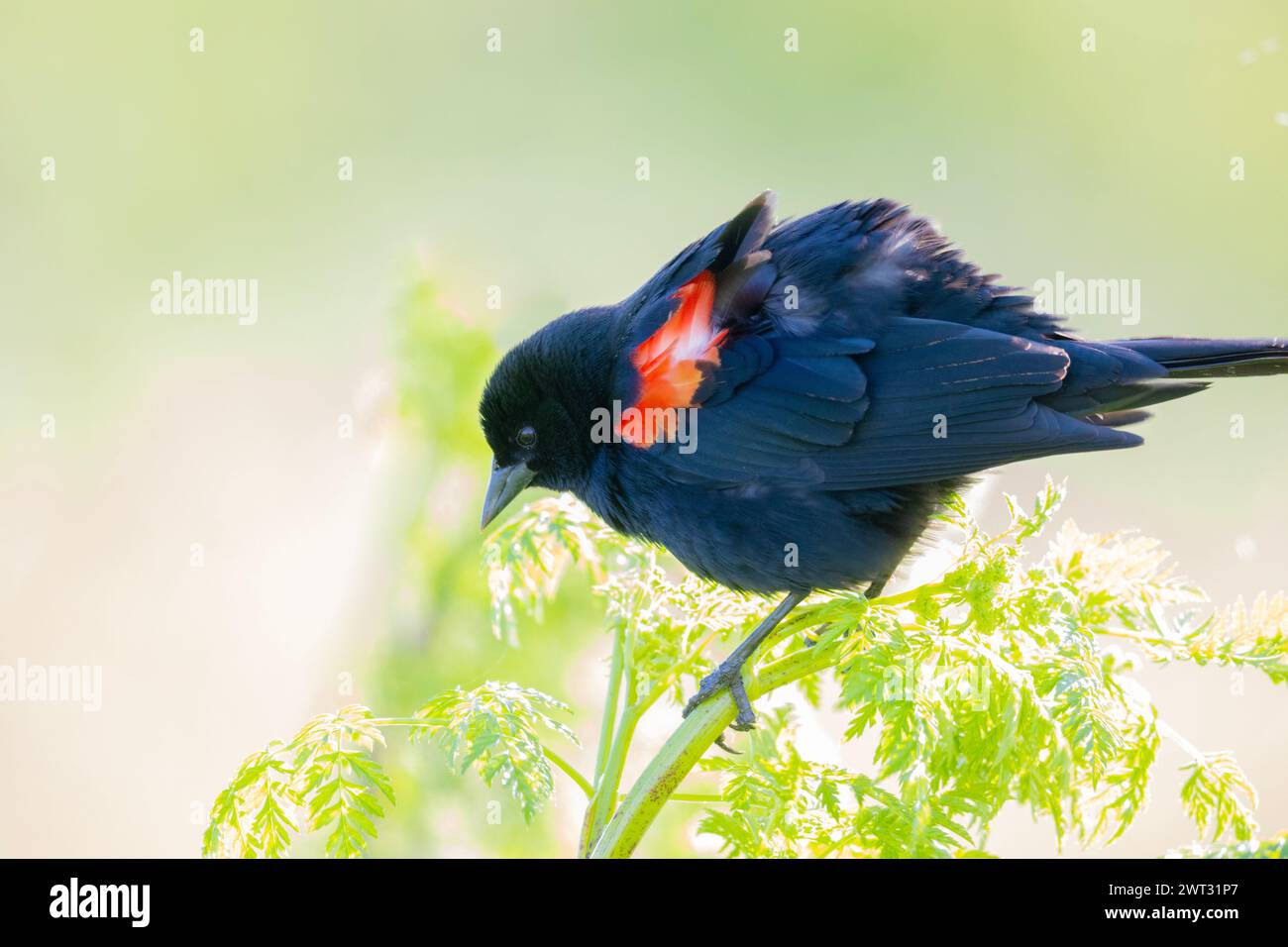 Red winged Blackbird Male Stock Photo - Alamy
