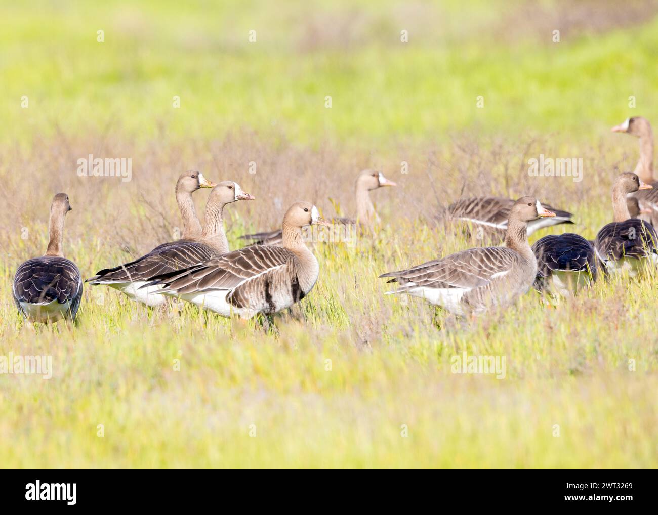Greater white fronted geese in field of grass hi-res stock photography ...