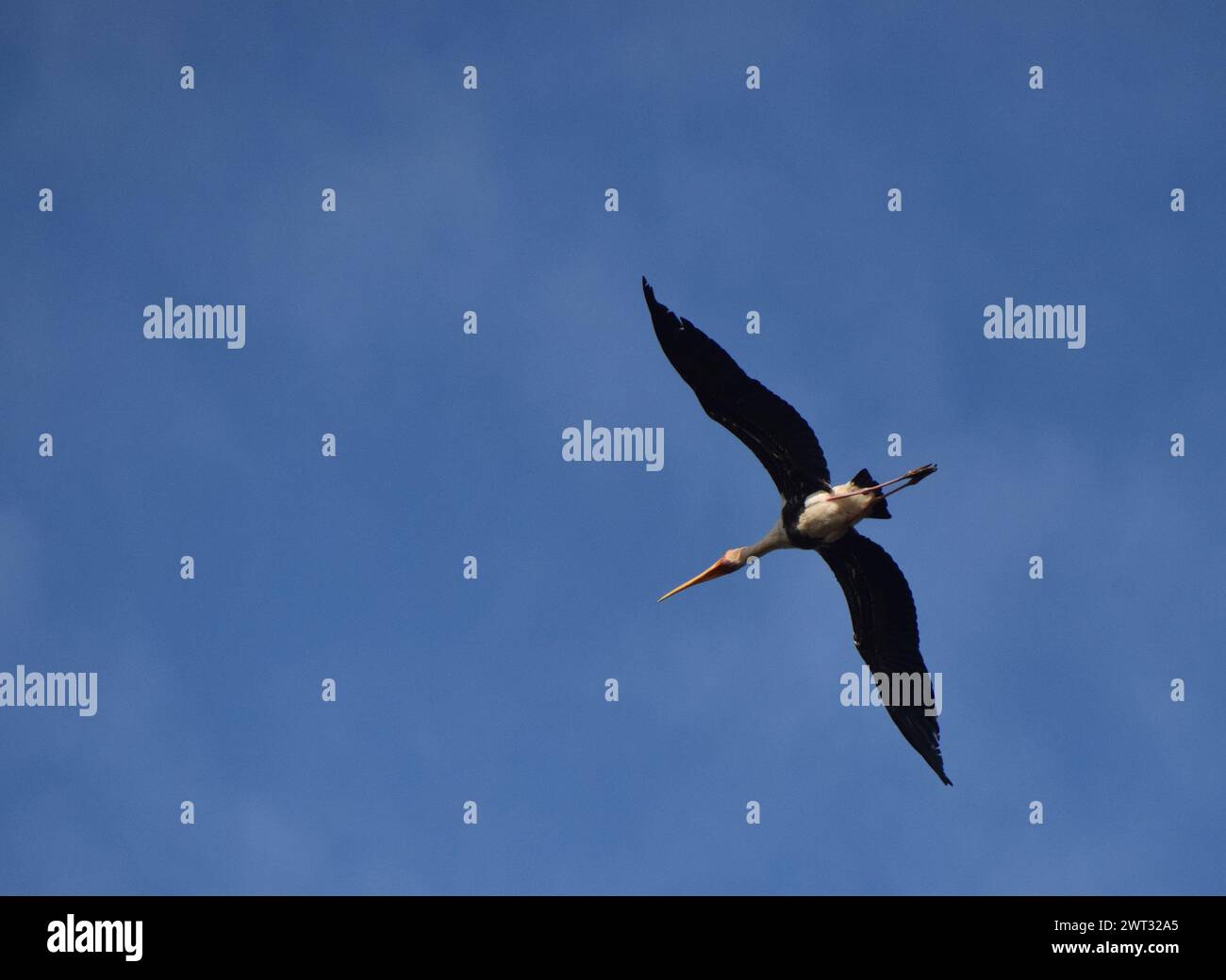 A painted stork is seen flying high in the clear sky during the day ...