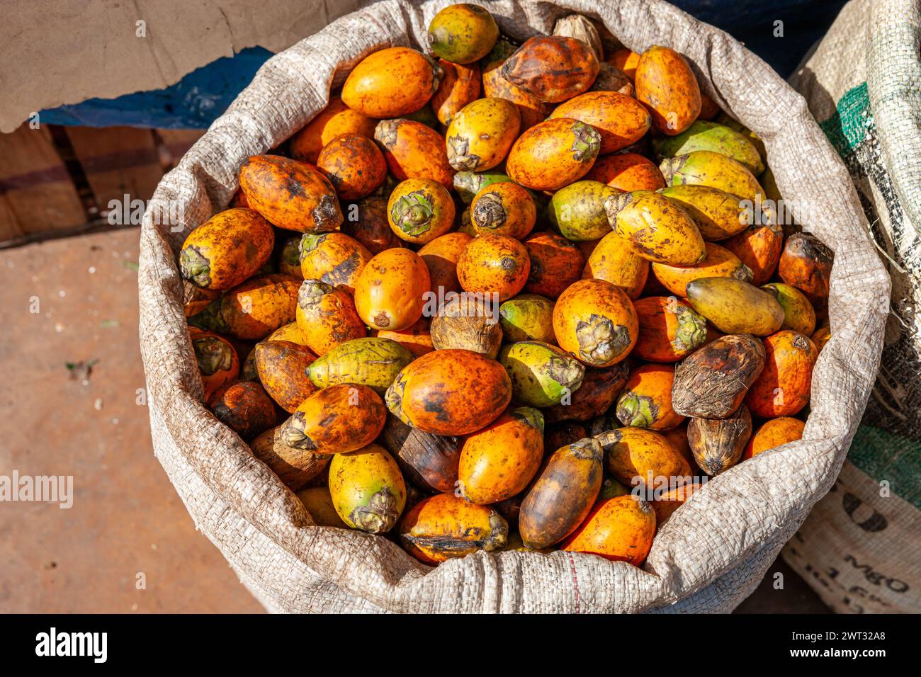 Sri Lanka, Colombo, Areca nut (Betel nut), detail Stock Photo - Alamy