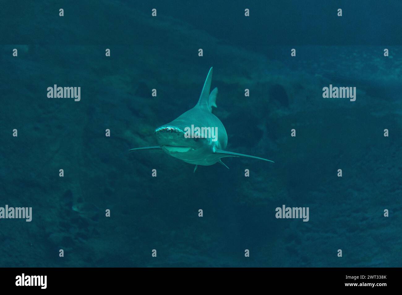 Silvertip shark swimming in deep sea aquarium Stock Photo - Alamy