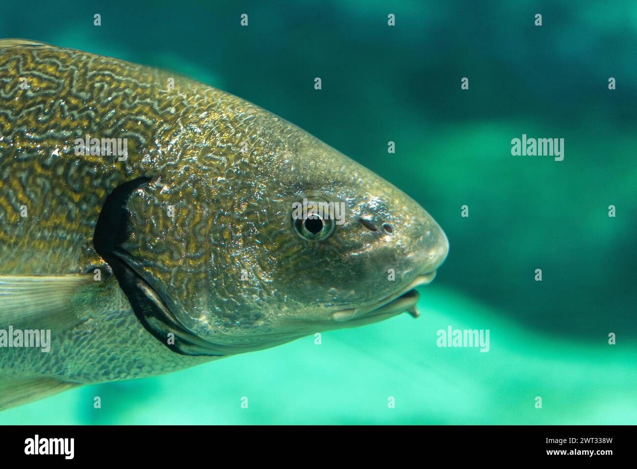 Big fishe swimming in sea aquarium Stock Photo - Alamy