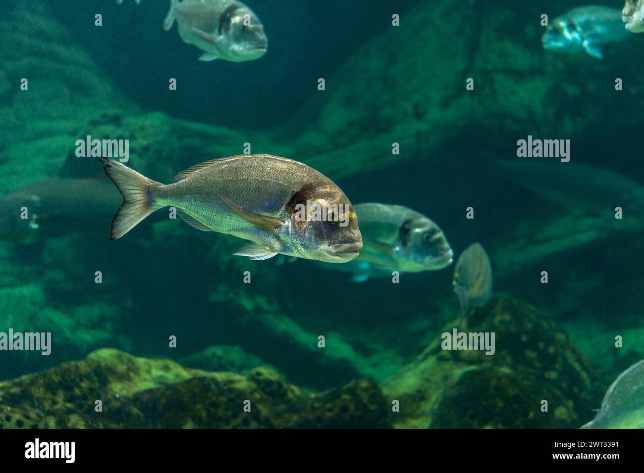 Various species fish saltwater hi-res stock photography and images - Alamy