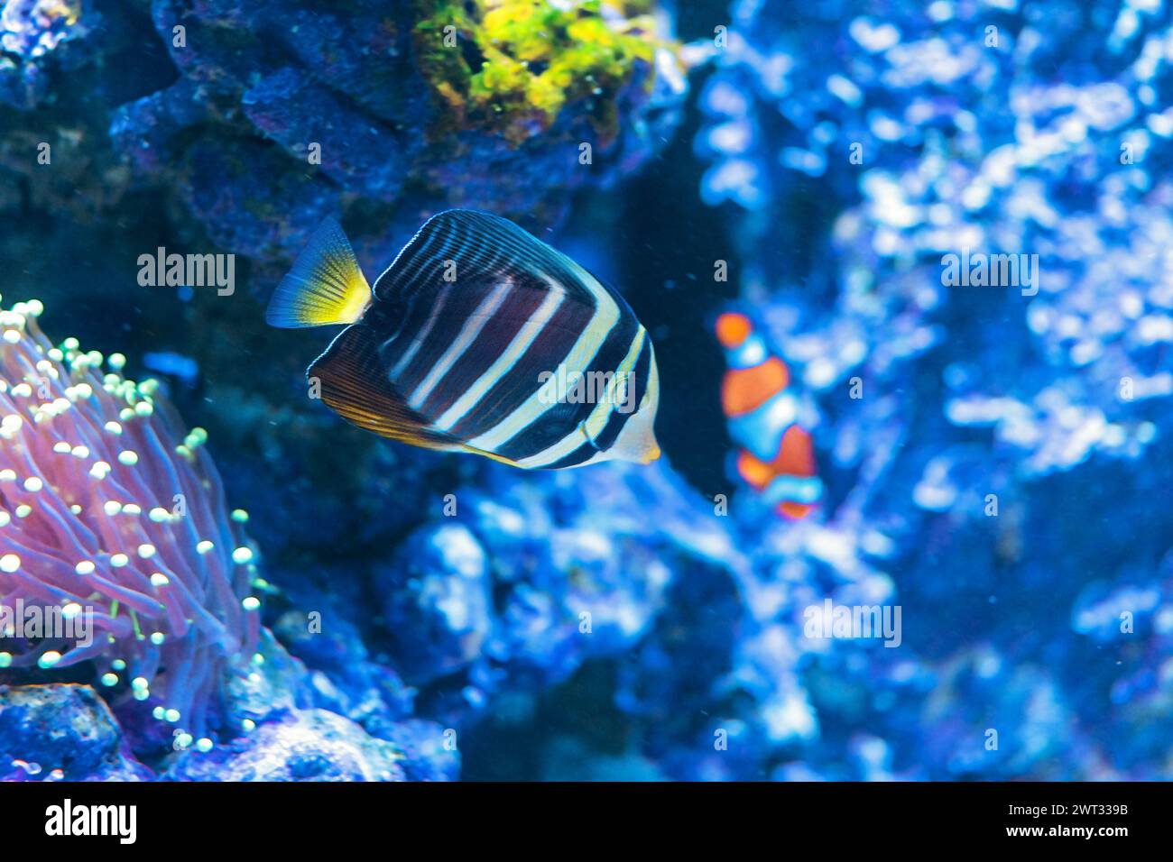 Angelfish swimming in aquarium hi-res stock photography and images - Alamy