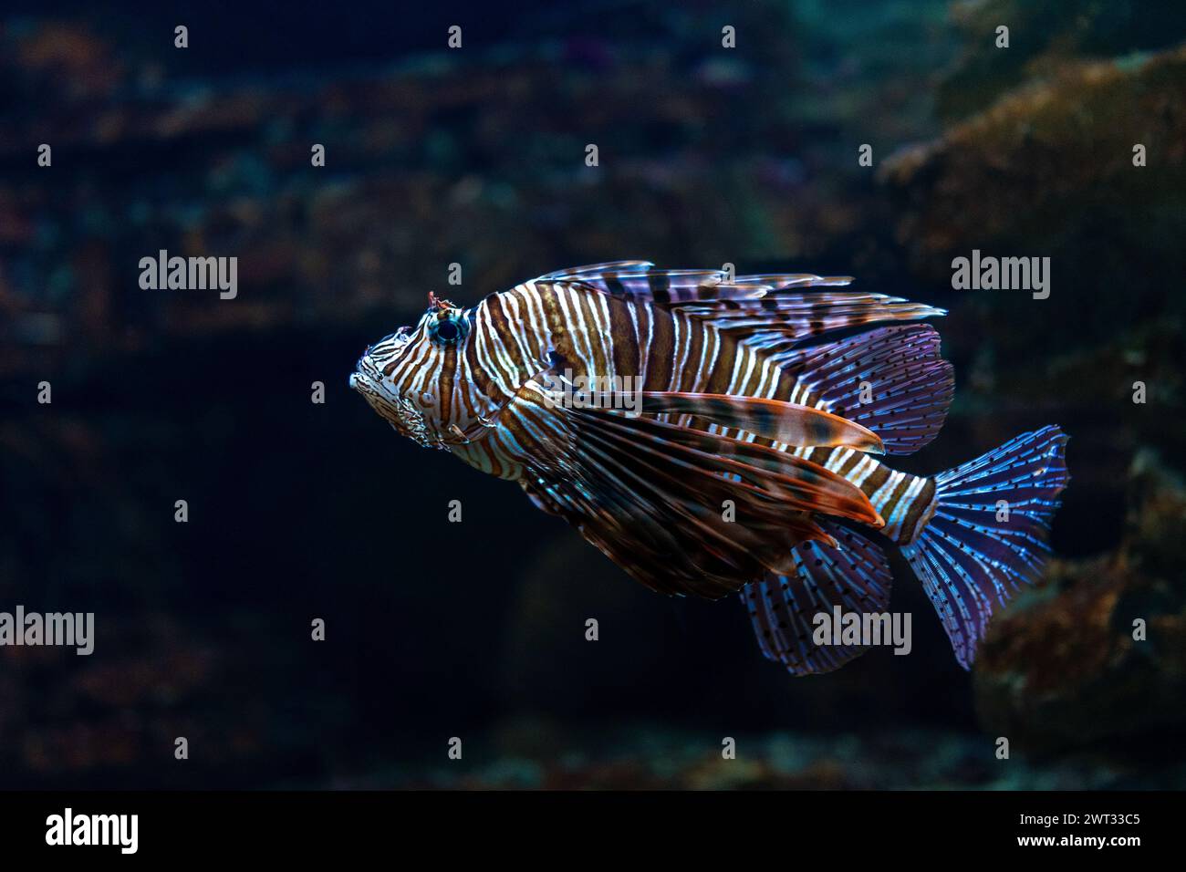 Elegant firefish hi-res stock photography and images - Alamy