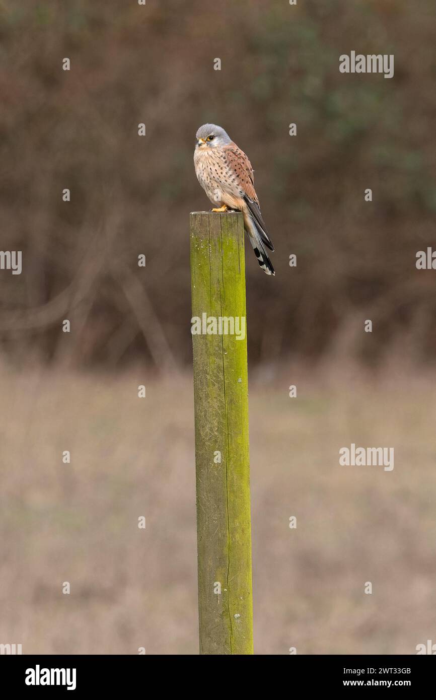 Common Kestrel (Falco tinnunculus) male perched on post Norfolk March 2024 Stock Photo - Alamy
