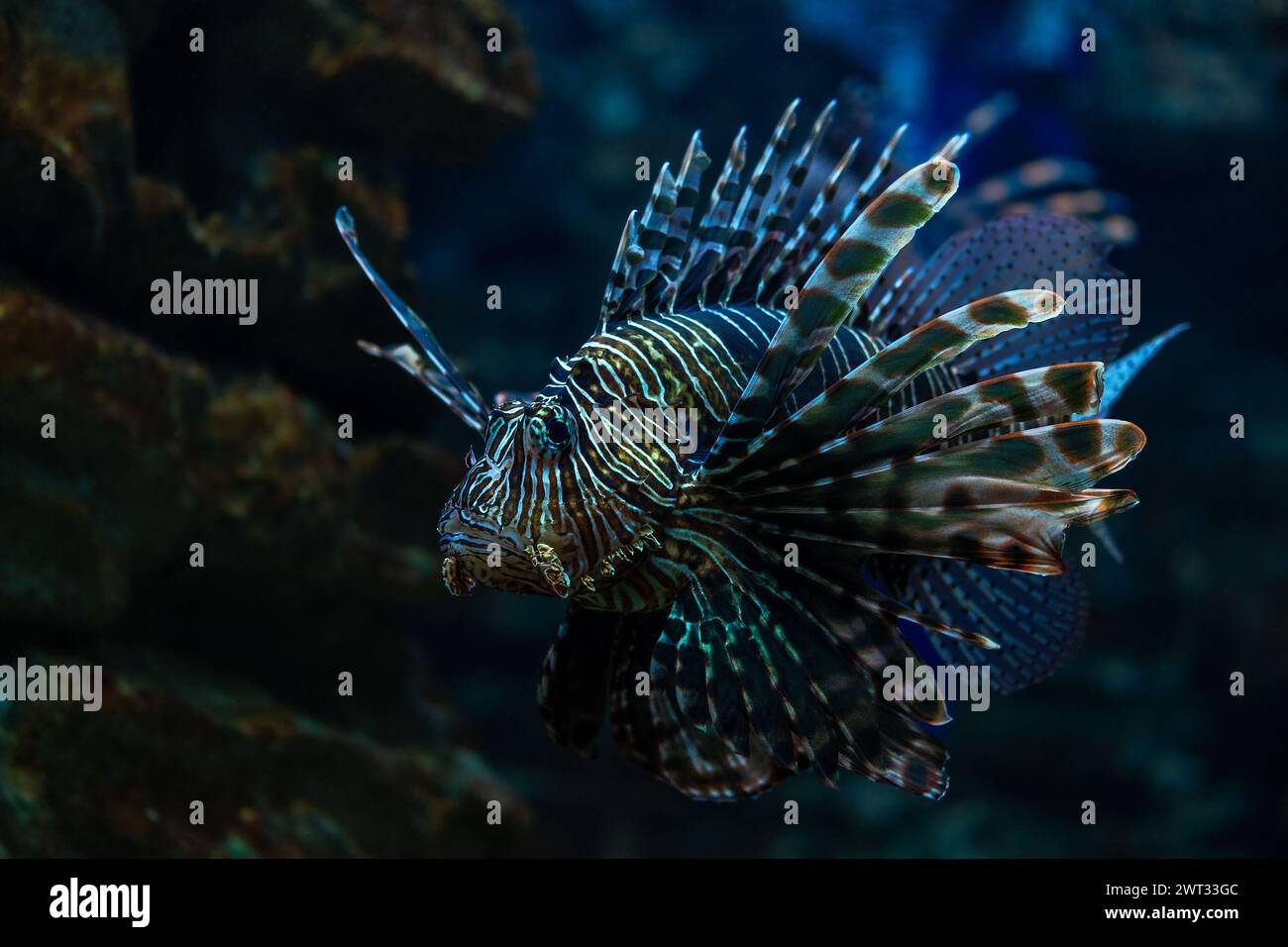 Devil firefish or lion fish swimming in aquarium Stock Photo - Alamy