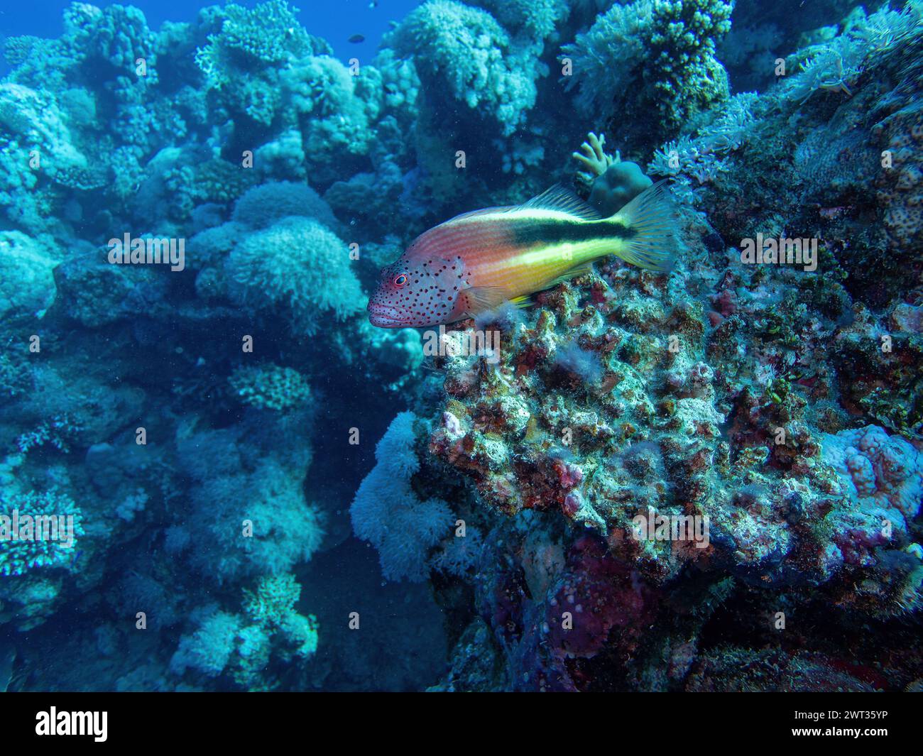 striped coral warbler in the coral reef during a dive in Bali Stock ...