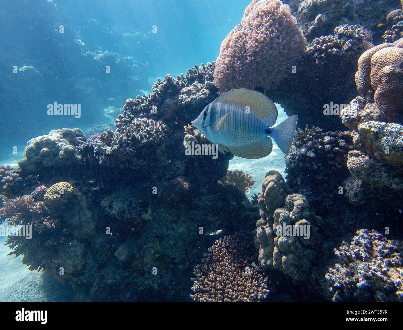 Indian sailfin doctorfish, surgeonfish, in the coral reef during a dive ...