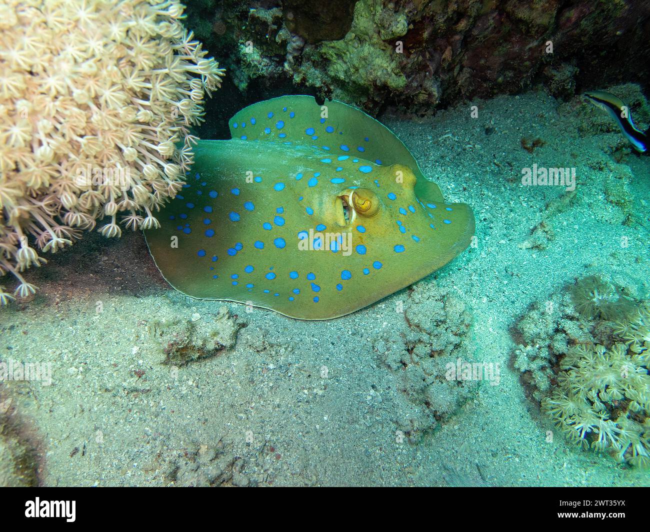 Blue spotted rays in the coral reef during a dive in Bali Stock Photo ...