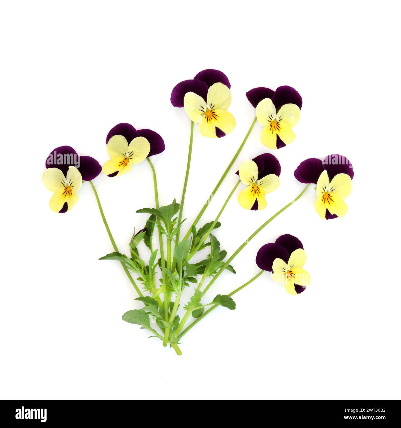 Purple yellow pansy flower plant Panola variety on white. Floral edible ...
