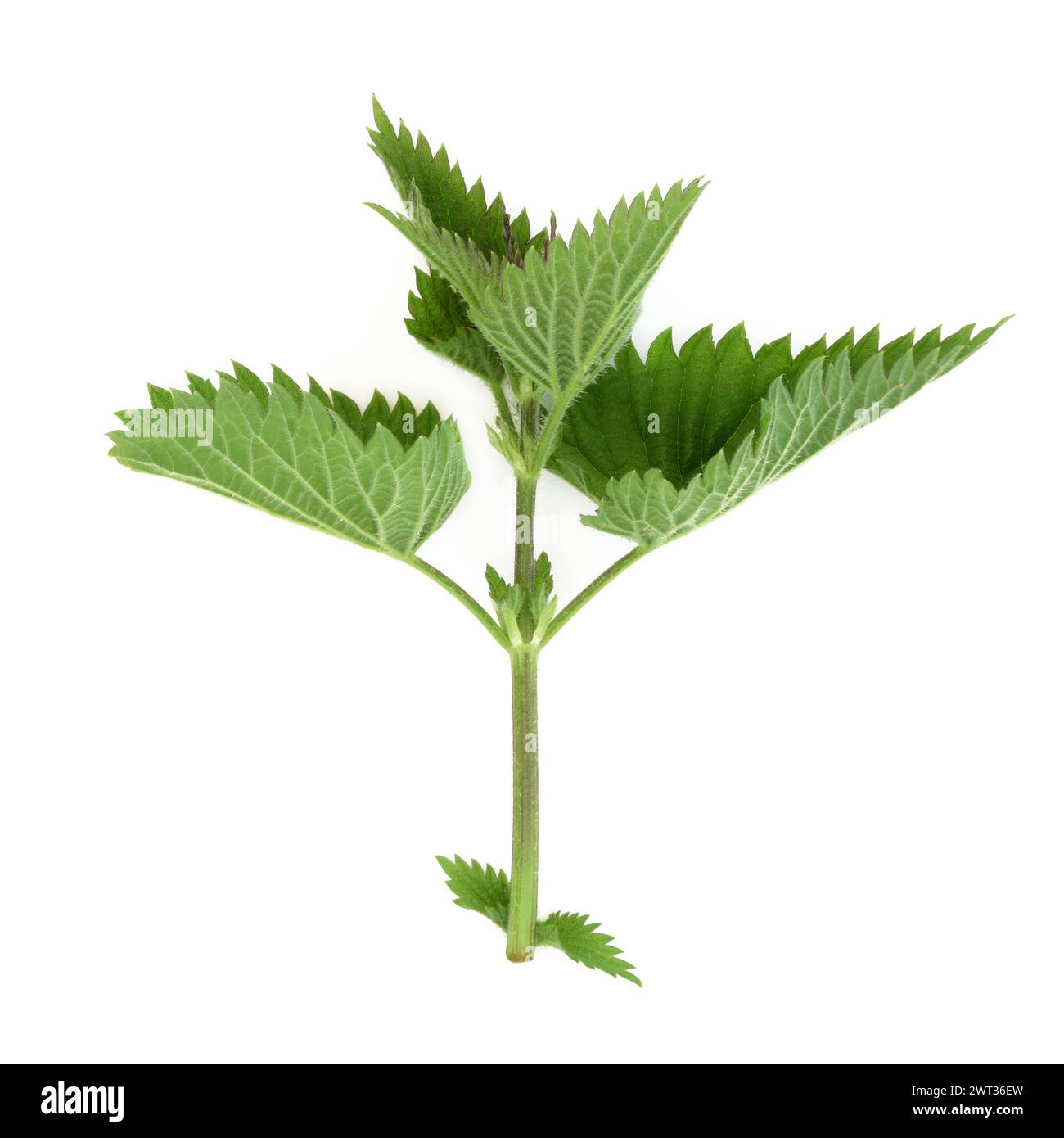 Nettle leaves used in natural alternative herbal medicine. Purifies the ...