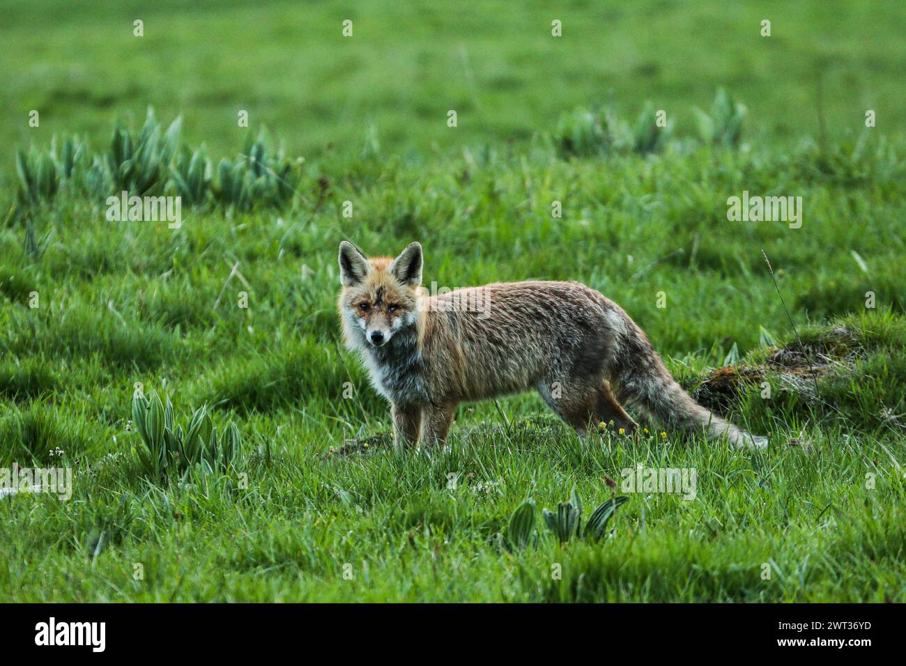 One-eyed red fox on the pasture in spring, jura mountain, Switzerland ...