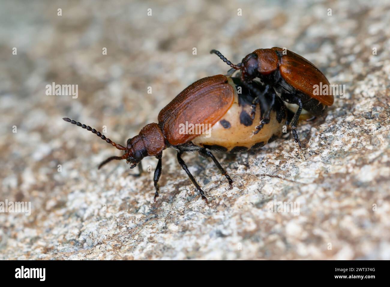 Insekt kopulation hi-res stock photography and images - Alamy