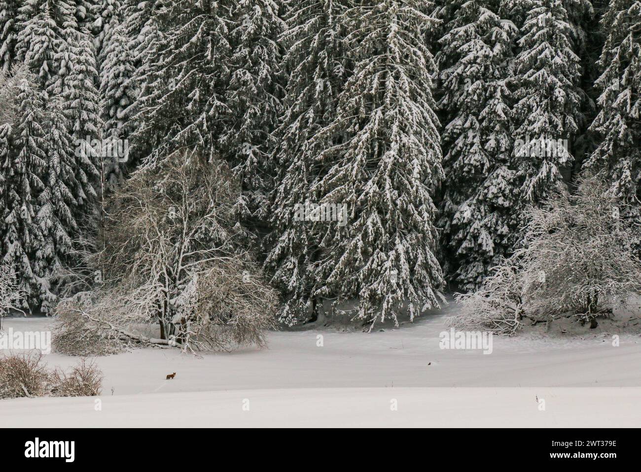 French red fox hi-res stock photography and images - Alamy