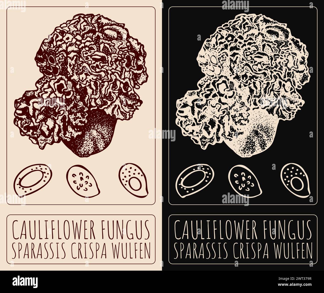 Vector drawing CAULIFLOWER FUNGUS. Hand drawn illustration. The Latin ...