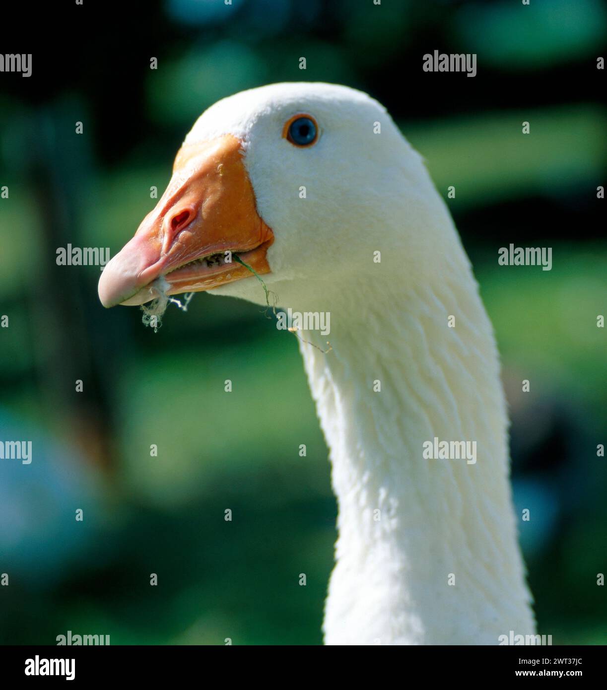 Portraet einer weissen Hausgans der Rasse Pommersche Gans Pommerngans ...