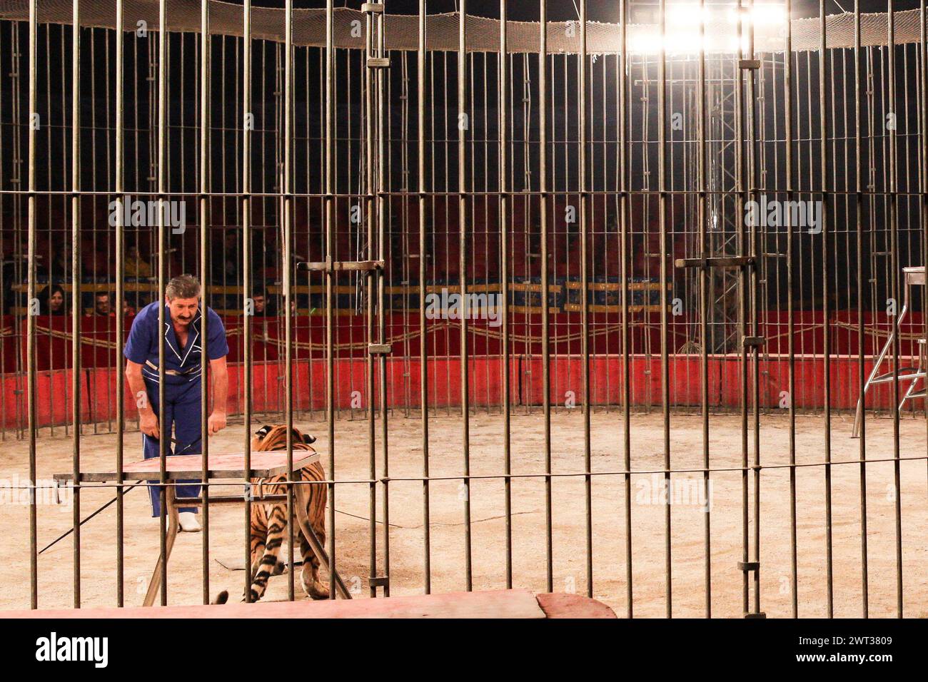 The animal tamer, Ettore Weber, teaching a tiger in the Weber circus ...
