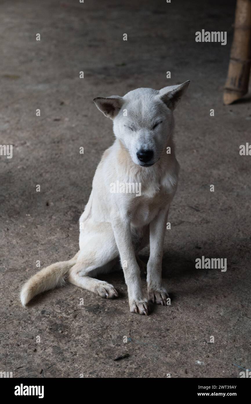 A sleepy, white, skinny, feral dog sits upright outside a home in a ...