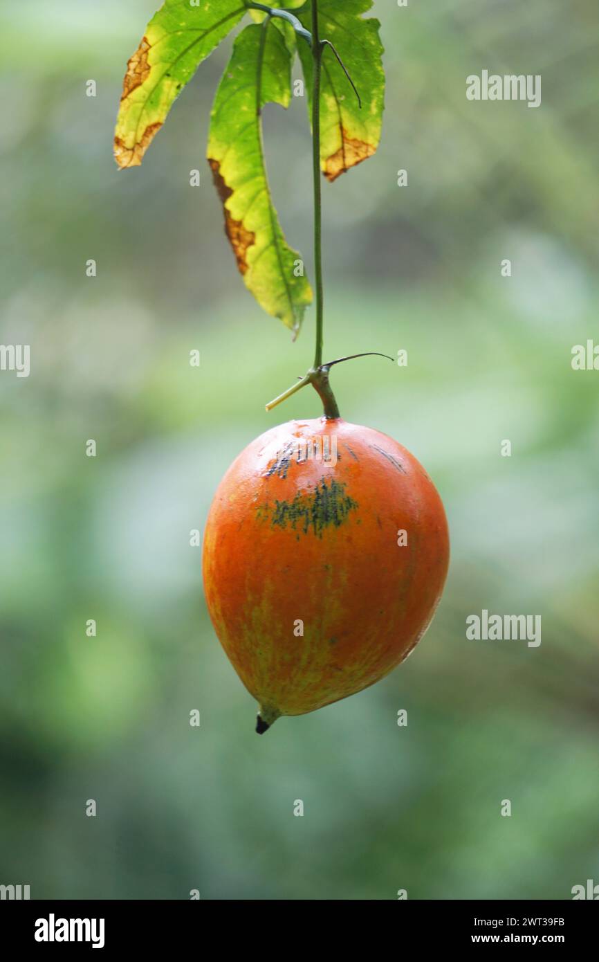 Redball snake gourd hi-res stock photography and images - Alamy