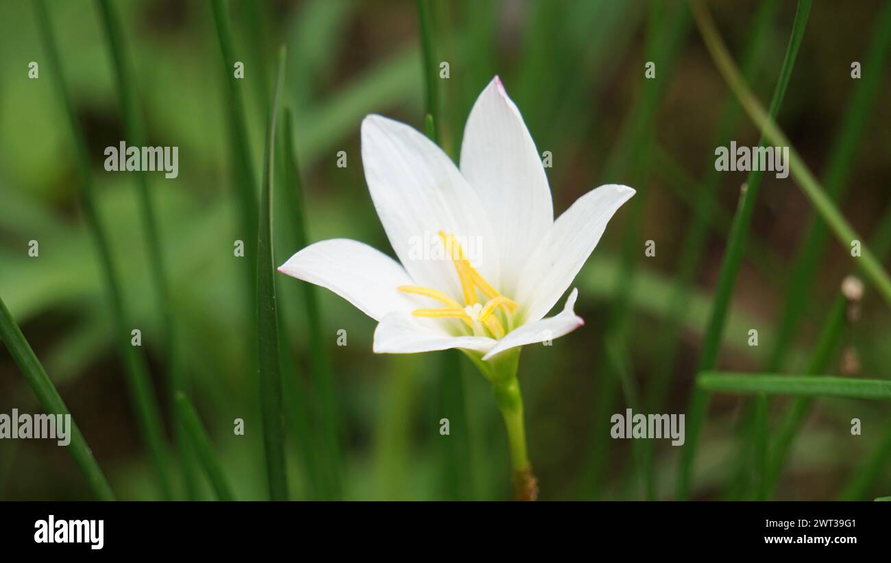 Zephyranthes (Also called fairy lily, rain flower, zephyr lily, magic ...
