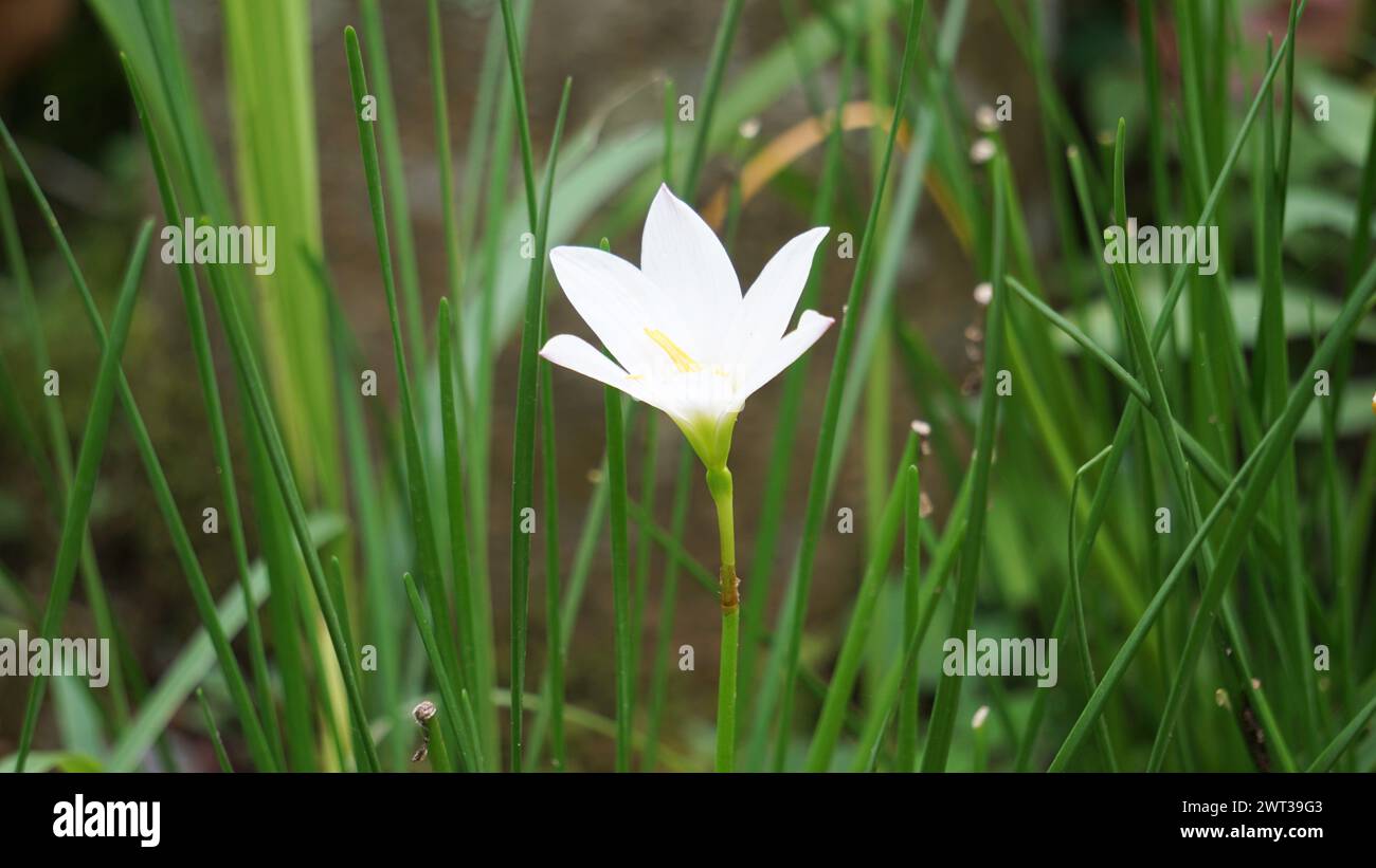 Zephyranthes (Also called fairy lily, rain flower, zephyr lily, magic ...