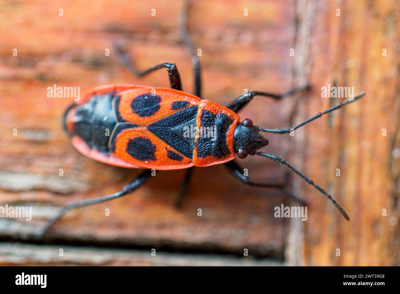 Firebug - Pyrrhocoris apterus Stock Photo - Alamy