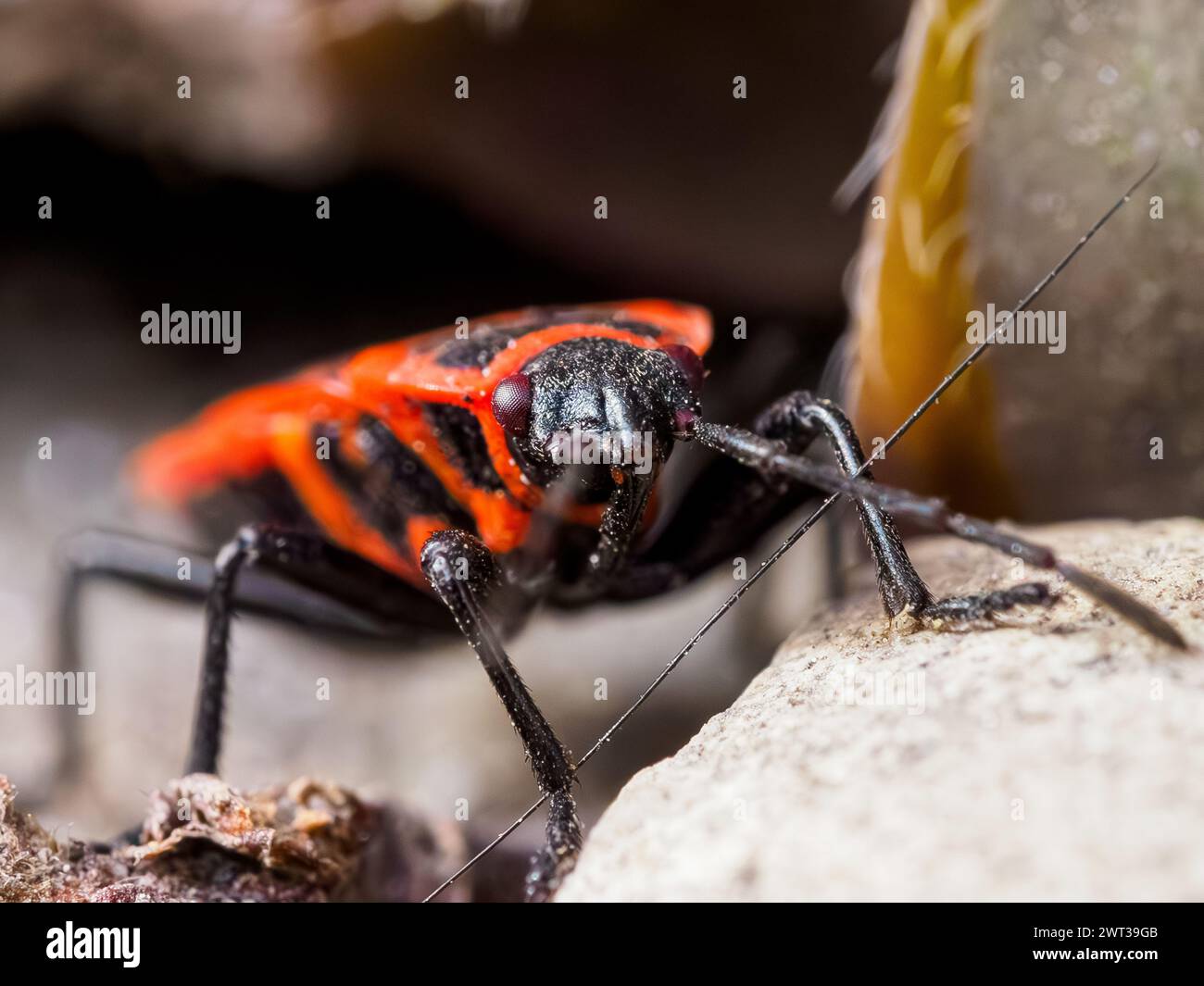 Spotted firebug hi-res stock photography and images - Alamy