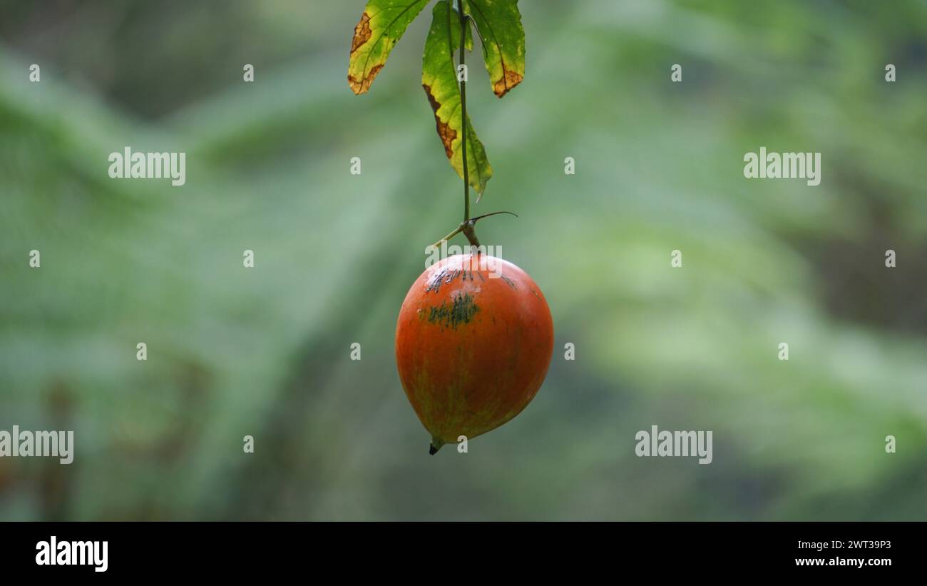 Trichosanthes tricuspidata (Kalayar, Makal, redball snake gourd) fruit ...