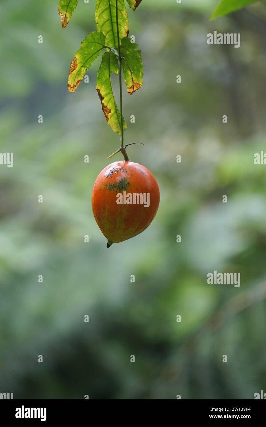 Trichosanthes tricuspidata (Kalayar, Makal, redball snake gourd) fruit ...