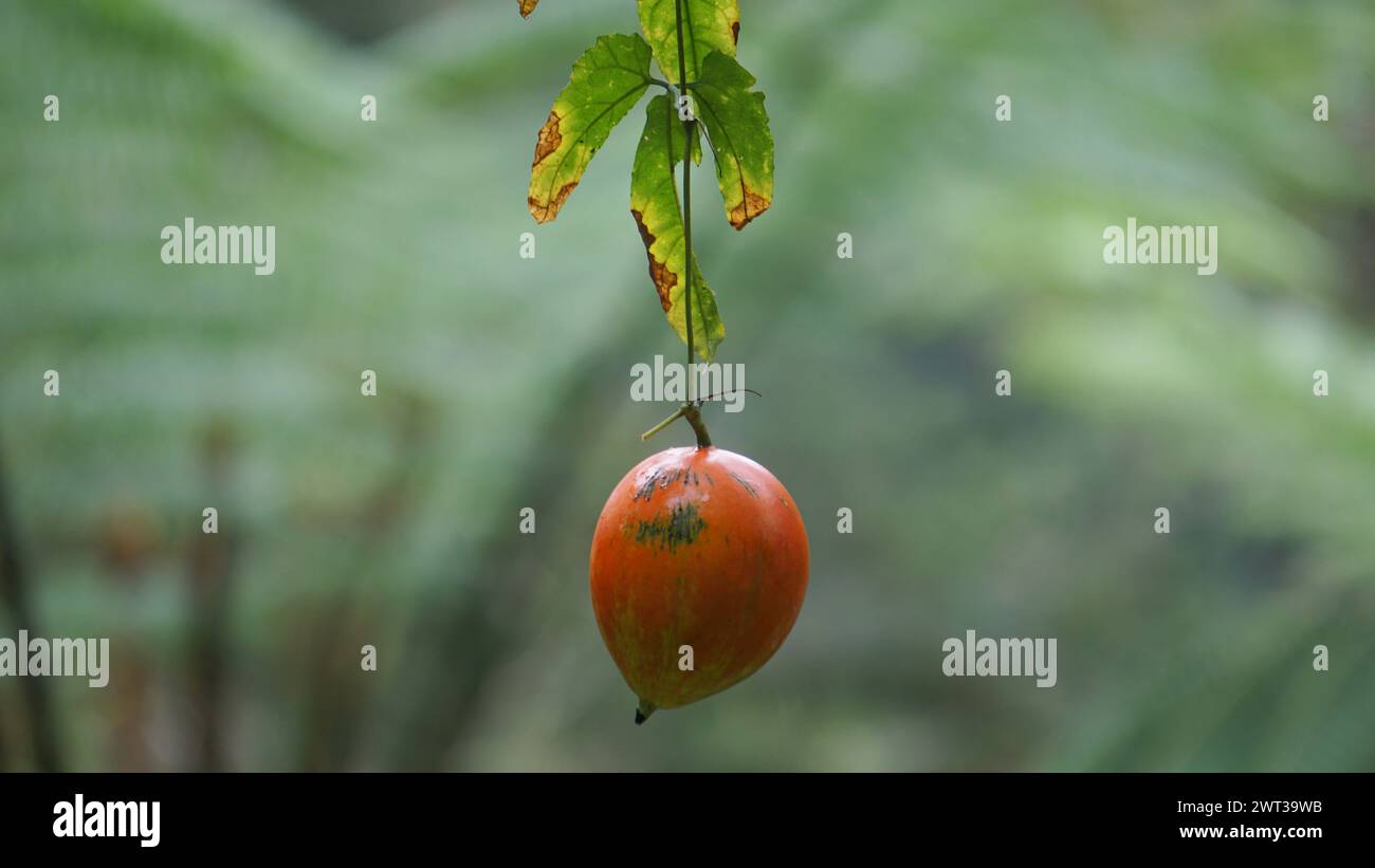 Kakidonda hi-res stock photography and images - Alamy