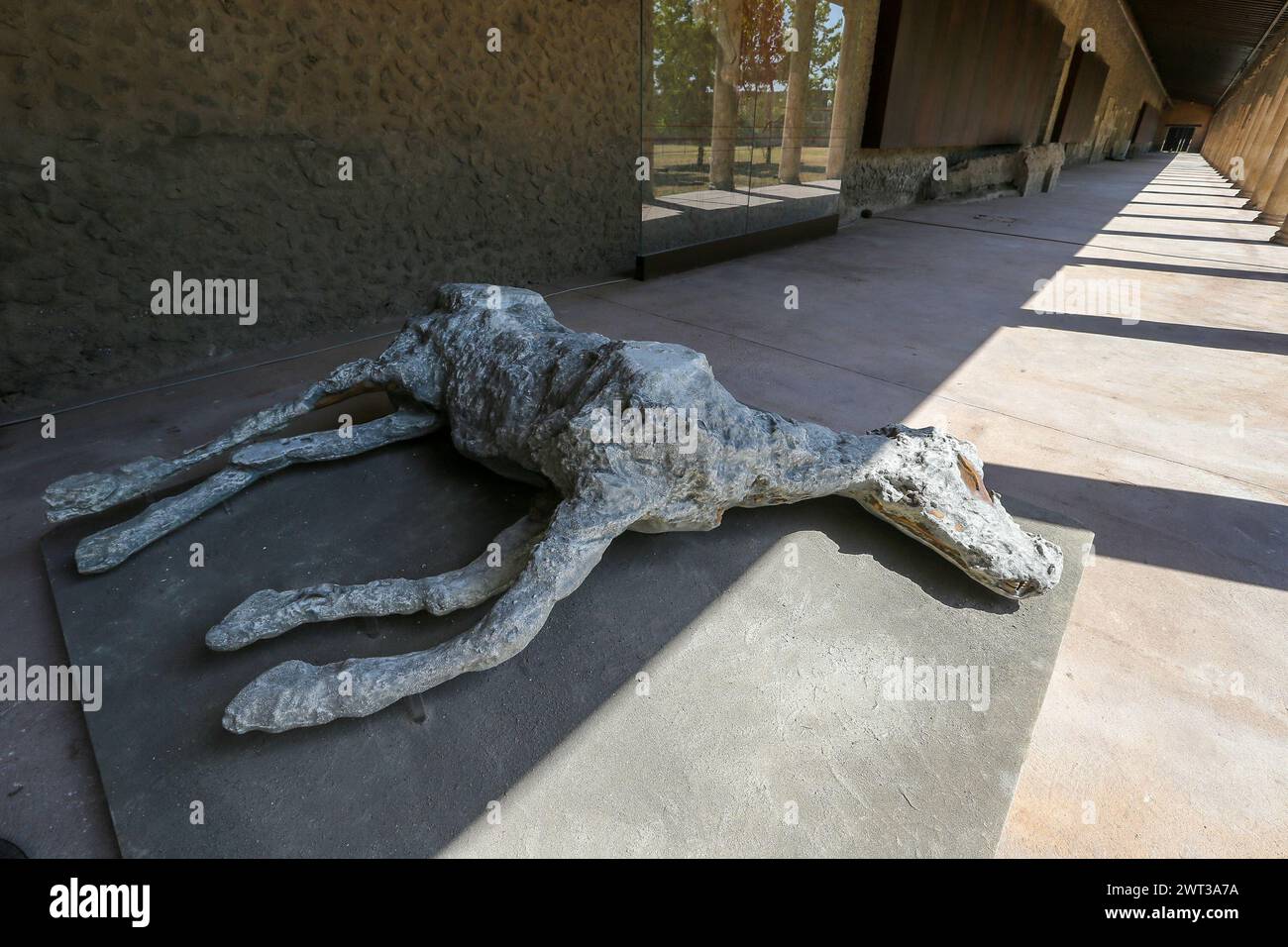A cast of a horse inside the Venustas exhibition, in the archaeological ...