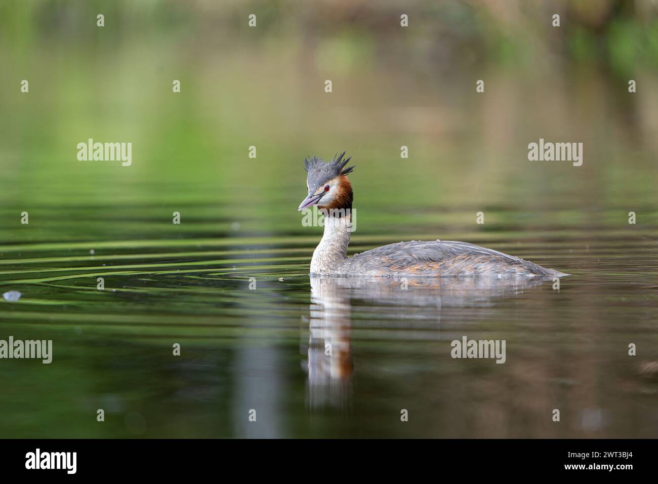 Close up side view of a wild, UK great crested grebe (Podiceps ...
