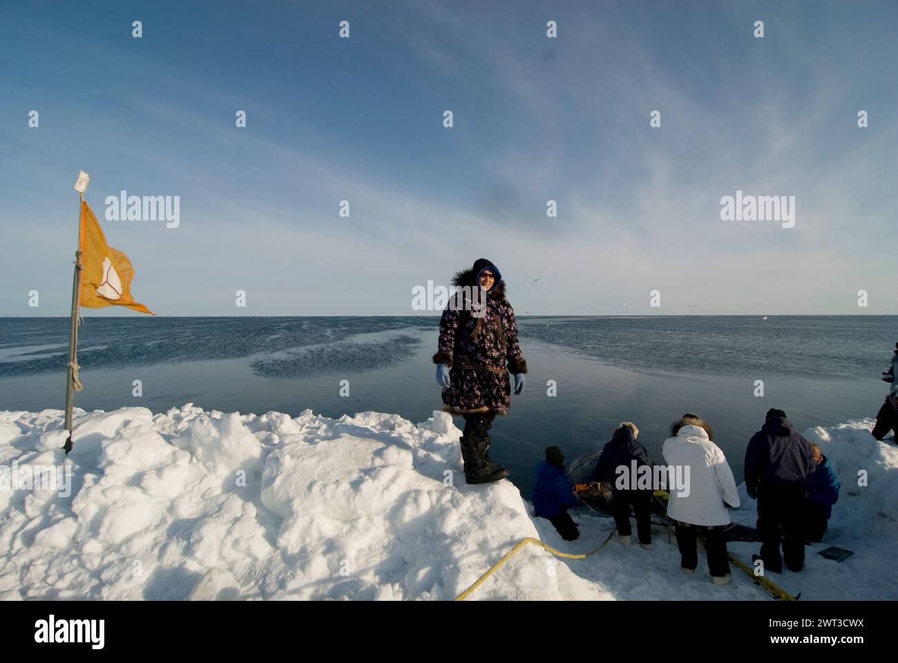 Inupiaq subsistence whalers bowhead whale catch on the pack ice during ...