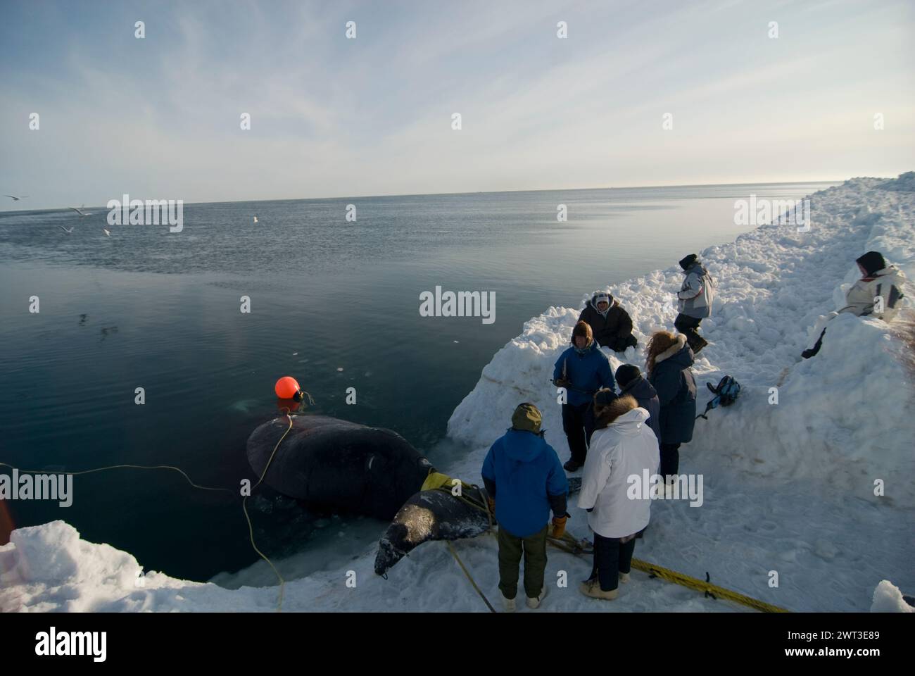 Inupiaq subsistence whalers bowhead whale catch on the pack ice during ...