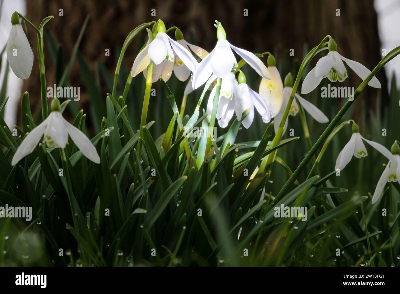 Resemble drops of snow hi-res stock photography and images - Alamy