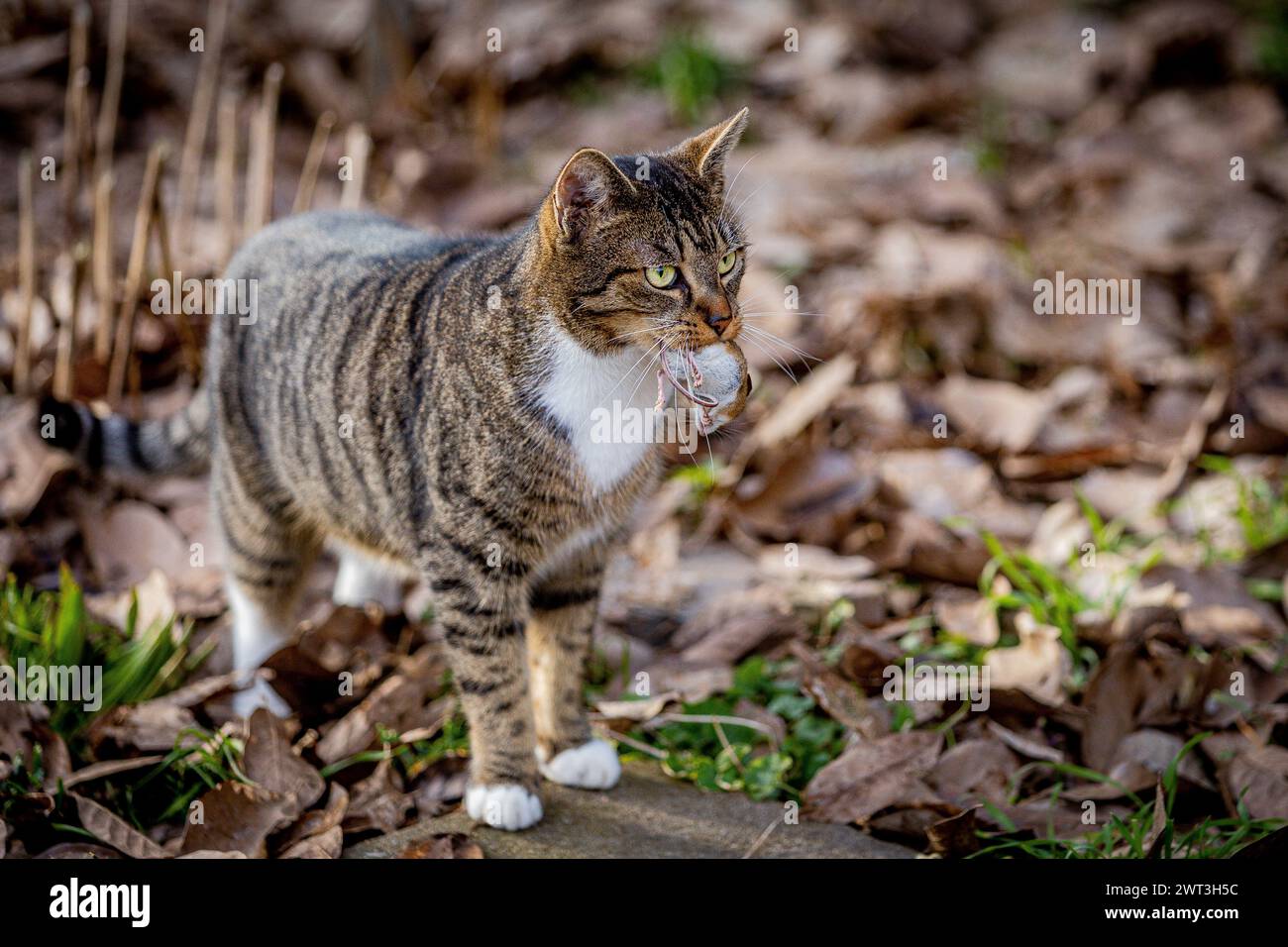 Golden Retriever Welpe zum ersten Mal am Meer Stock Photo - Alamy