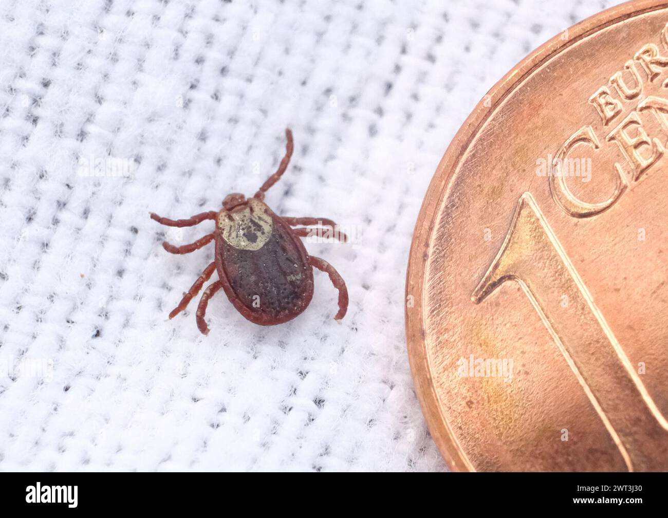 Battaune, Germany. 15th Mar, 2024. A meadow tick, caught by scientists ...