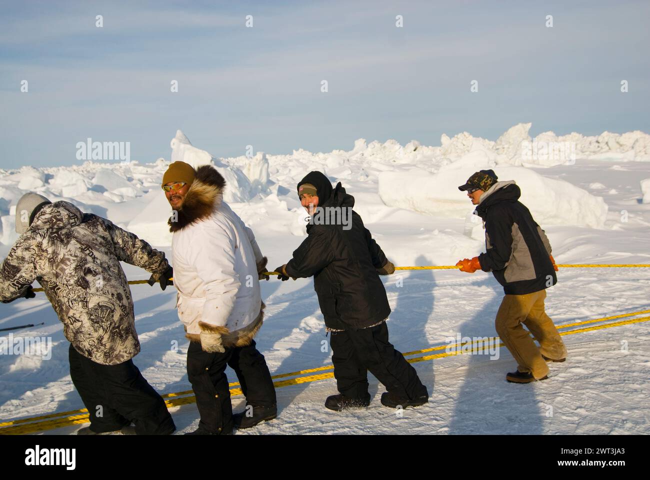 Inupiaq subsistence whalers bowhead whale catch on the pack ice during ...